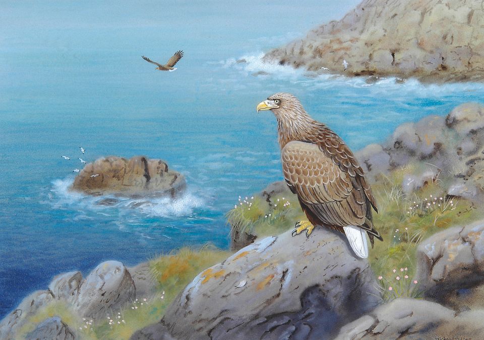 Bonhams : Richard Robjent (Contemporary) White-tailed sea eagle 36 x 51 ...