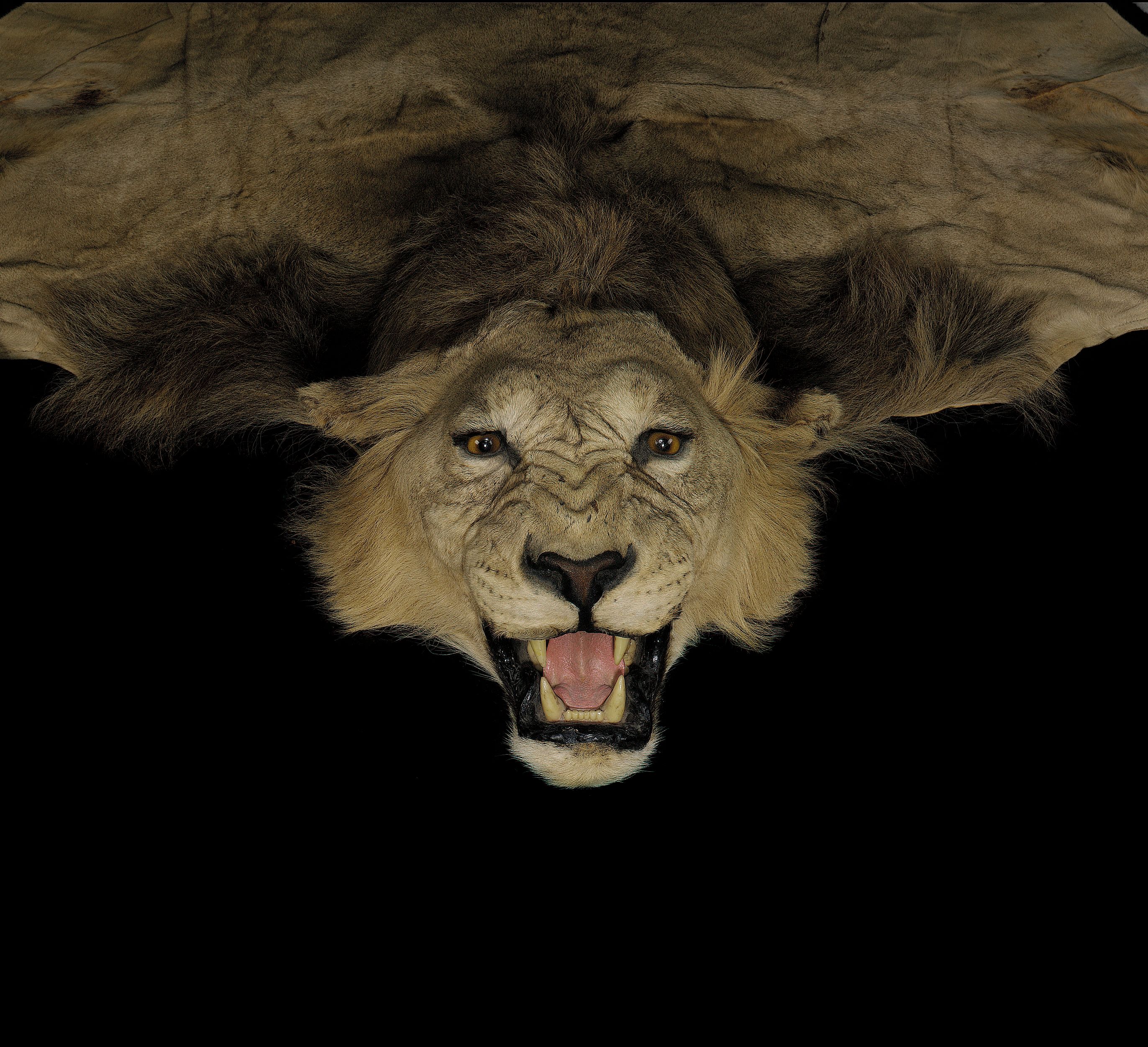 AN EXCEPTIONAL MANELESS MALE LION SKIN WITH FULL MOUNT HEAD - auctions ...