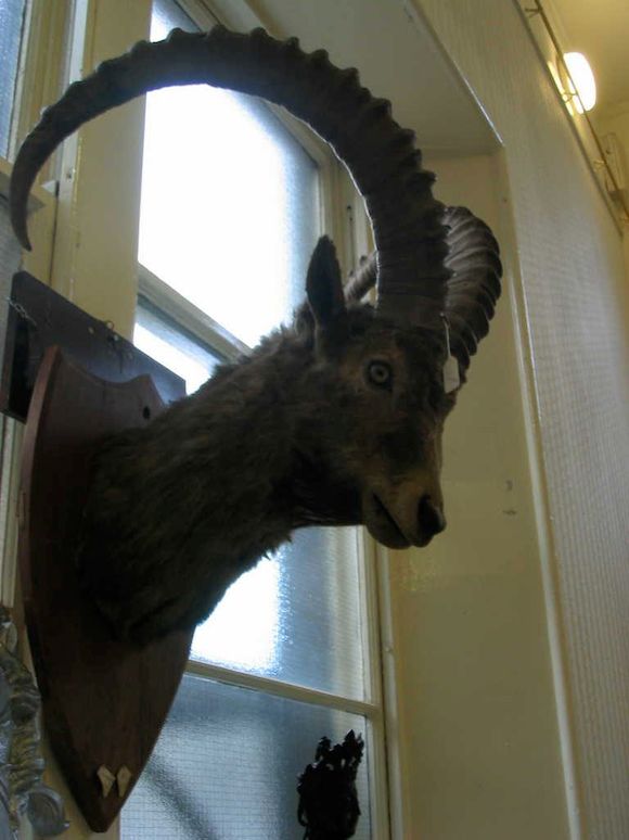 Bonhams : A Trophy Head,