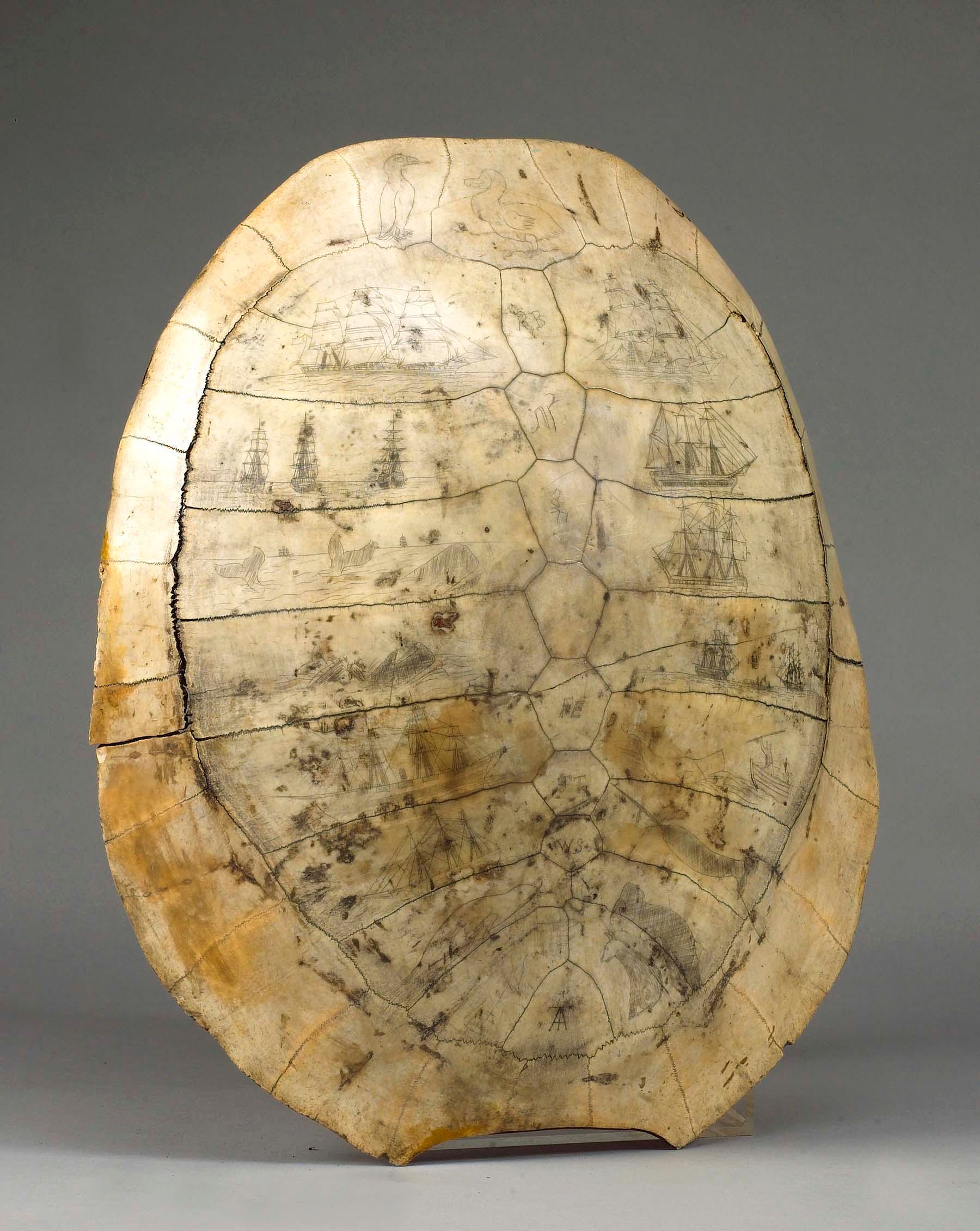 Bonhams : A scrimshawed Hawkesbill turtle shell, mid 19th century, 23 by 22in (58 by 57 cm)