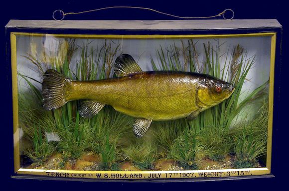 Bonhams : A Tench in a bow front case with gilt slip