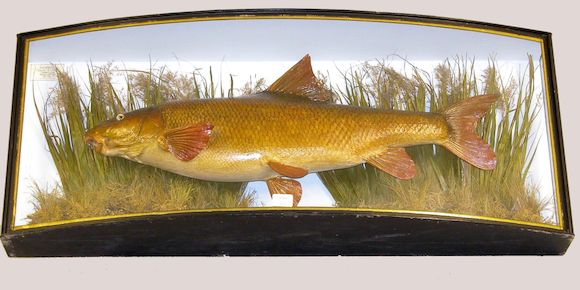 Bonhams : A cast of a Barbel set in bow front gilt lined case