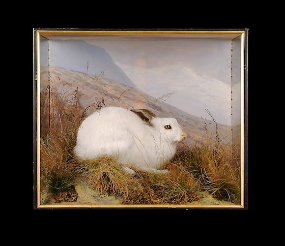 Bonhams : A exceptional cased Mountain Hare by Peter Spicer & Sons of ...