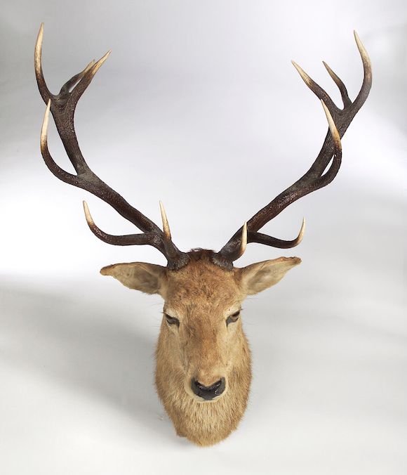 Bonhams : A Royal Stag Trophy Head,