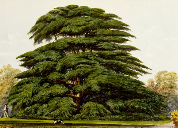 Bonhams : RAVENSCROFT (EDWARD JAMES) The Pinetum Britannicum. A ...