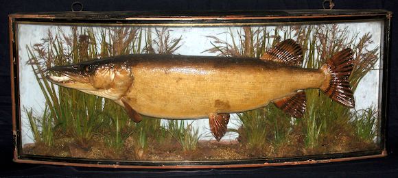 Bonhams : A Pike mounted in a gilt lined bow front case