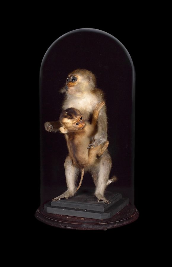 Bonhams : A full mount mother and baby monkey
