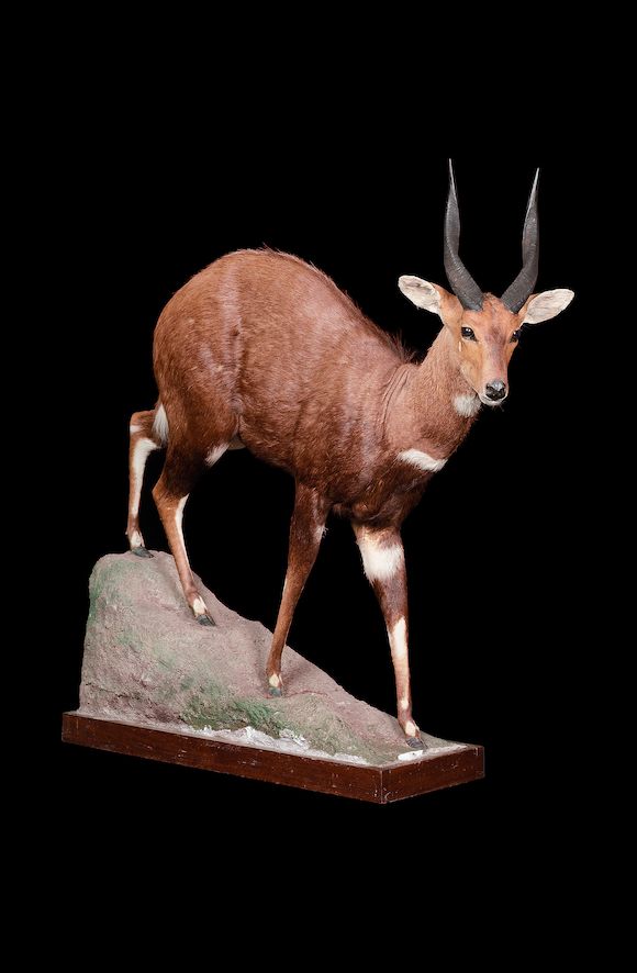 Bonhams : A full mount reed buck by Rowland Ward, London