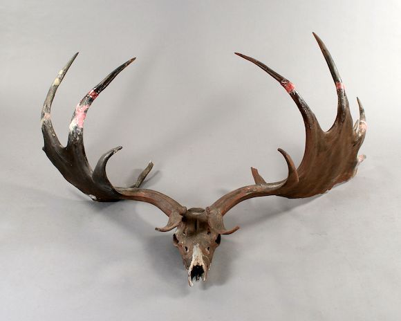 Bonhams : A massive set of 'Irish Elk' or Great Deer antlers