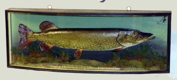 Bonhams : A fine Pike mounted in a gilt lined bow front case