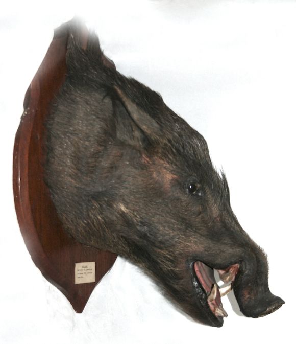 Bonhams : A stuffed boar's head mounted on mahogany shield,