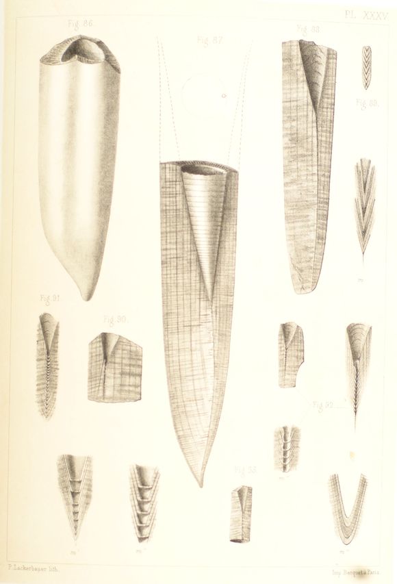 Bonhams : BRITISH BELEMNITIDAE PHILLIPS (JOHN) A Monograph of British ...