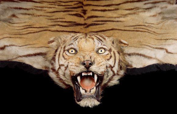 Bonhams : A large tiger skin with full mount head by Van Ingen and Van ...