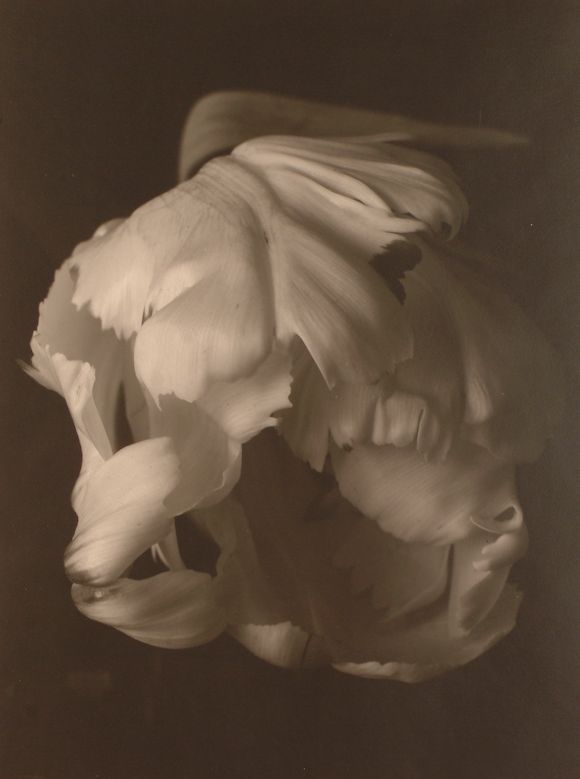Bonhams : Bruce Rae (British, 20th Century) 'Tulip XIII'. (I)