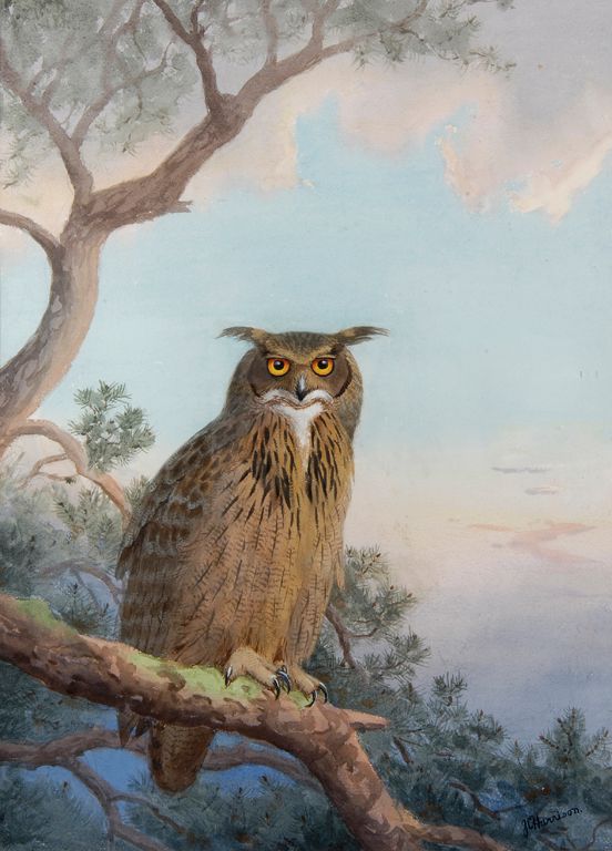Bonhams : John Cyril Harrison (British, 1898-1985) European eagle owl in a pine tree.