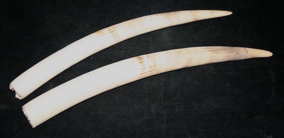 Bonhams : A small pair of unworked ivory tusks,