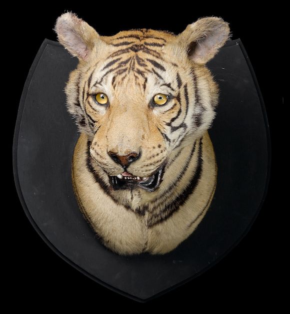 Bonhams : A fine tiger head mounted by Van Ingen & Van Ingen of Mysore ...