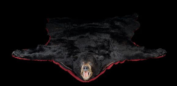 Bonhams : A large Canadian black bear skin rug with full mount head