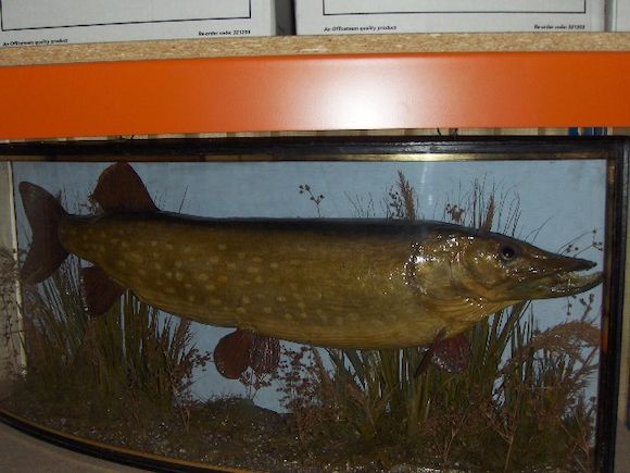 Bonhams : A Pike in a bow front gilt lined case