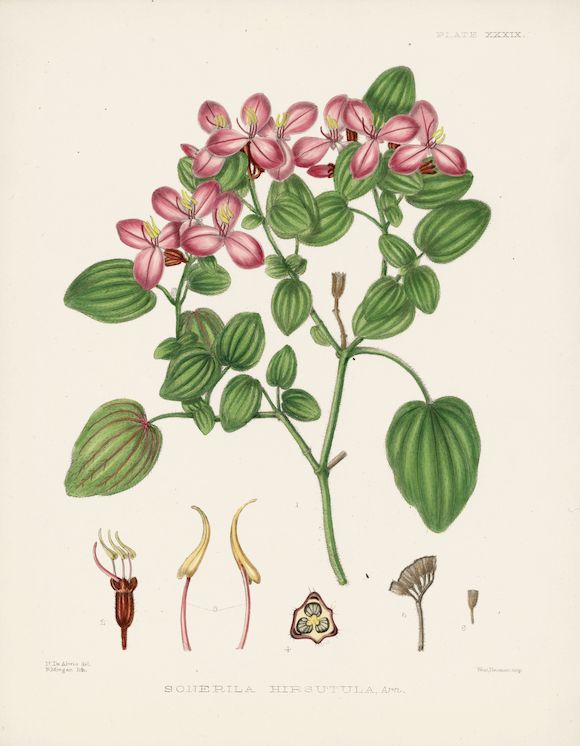 Bonhams : TRIMEN (HENRY) A Hand-Book to the Flora of Ceylon, vol. 1-3 ...