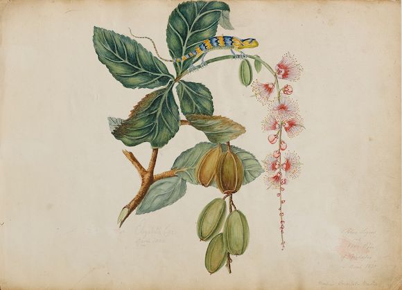 Bonhams : Elizabeth Carr (British, active circa 1820), after James ...