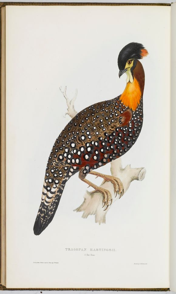 Bonhams : GOULD (JOHN) A Century of Birds from the Himalaya Mountains