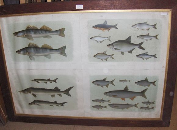 Bonhams : A collection of sixteen German coloured prints Of freshwater ...