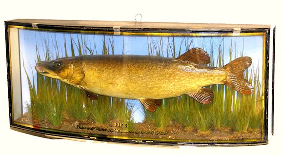 Bonhams : A Pike mounted in a gilt lined bow front case