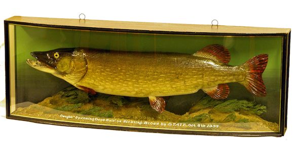 Bonhams : A 22lb Pike by J. Cooper and Sons mounted in a gilt lined bow ...