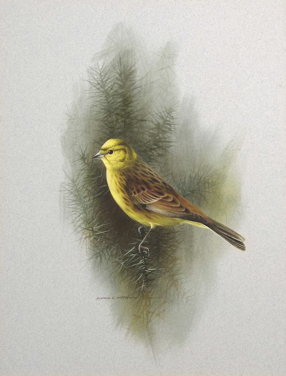 Bonhams : Raymond C. Watson (British, born 1935) Yellow hammer on gorse