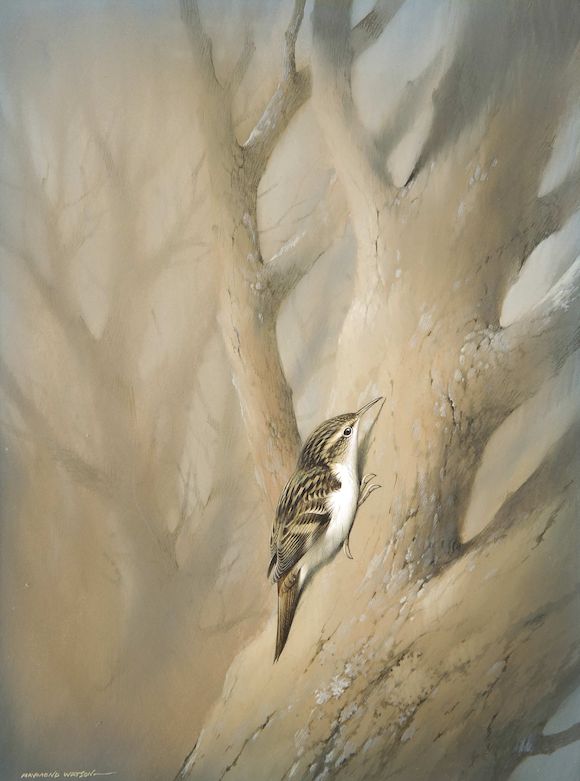 Bonhams : Raymond C. Watson (British, born 1935) Tree Creeper