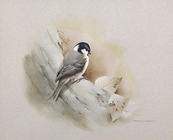 Bonhams : Raymond C. Watson (British, born 1935) Coal tit