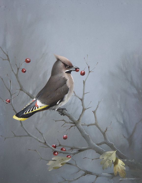 Bonhams : Raymond C. Watson (British, born 1935) Waxwing with berries