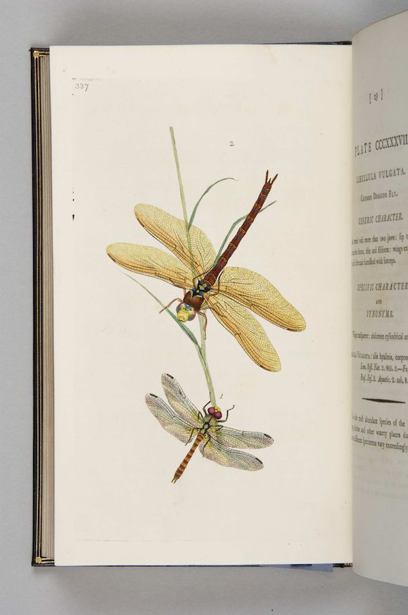 Bonhams : DONOVAN (EDWARD) The Natural History of British Insects, 16 ...