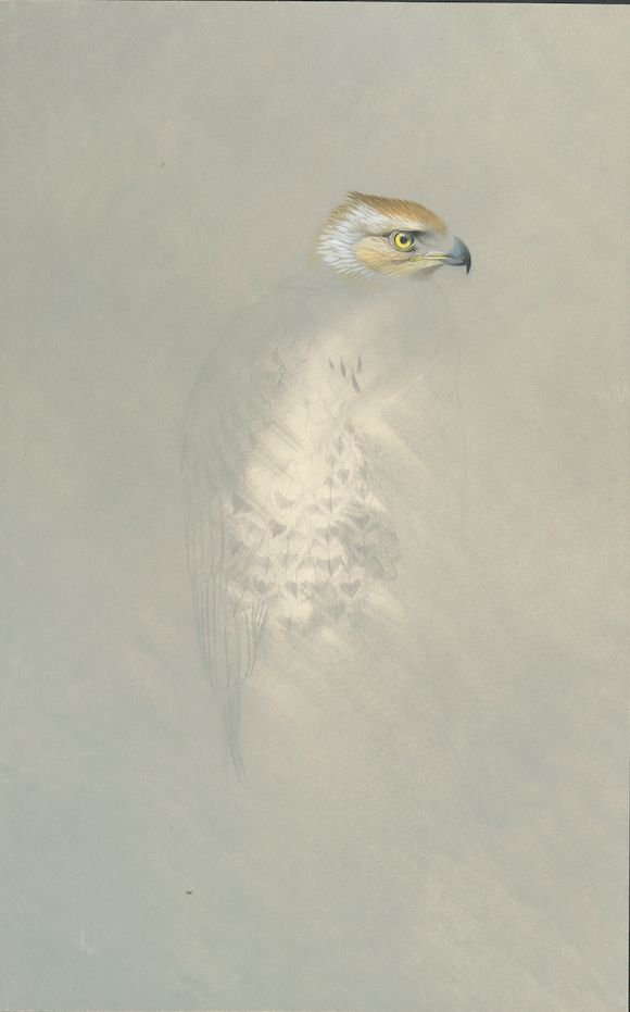 Bonhams : REID-HENRY (DAVID MORRISON) A Folio of Sketches of Birds of Prey