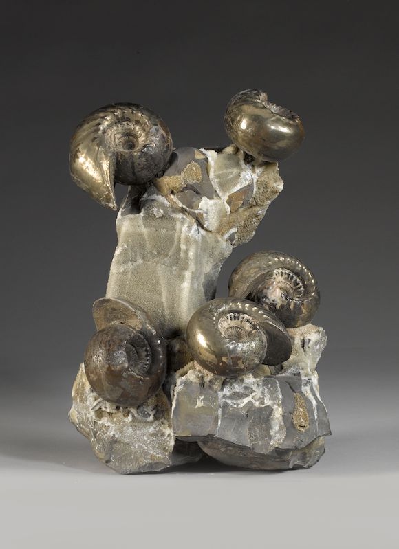 Bonhams : A Russian pyritised ammonite
