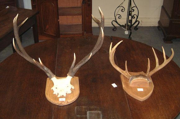 Bonhams : A pair of ten point deer antlers