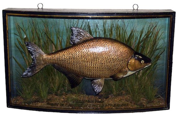 Bonhams : A scale painted Bream mounted in a gilt lined bow front case