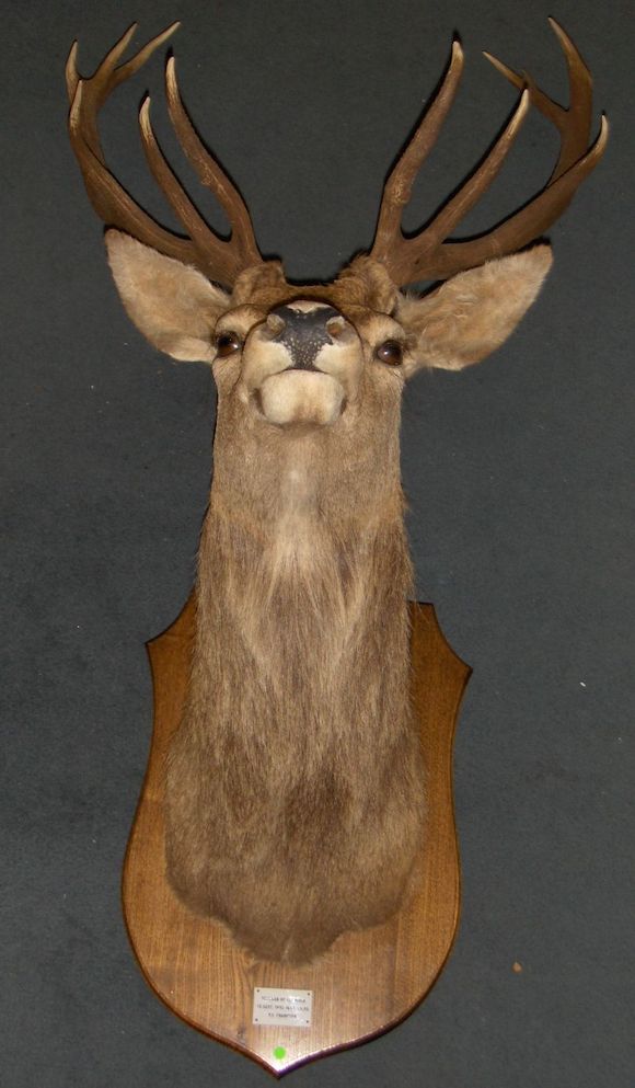 Bonhams : A large shoulder mounted 12-point stag's head, Red Deer