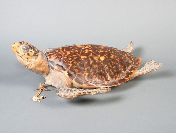 Bonhams : A 19th century dried turtle