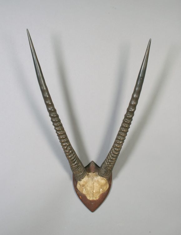Bonhams : A pair of Oryx horns mounted on oak shield
