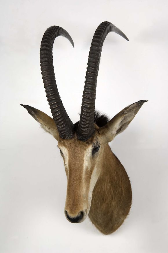 Bonhams : A large Sable Antelope head