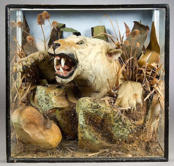 Bonhams : A good Victorian taxidermy case of the head and paws of a Tiger