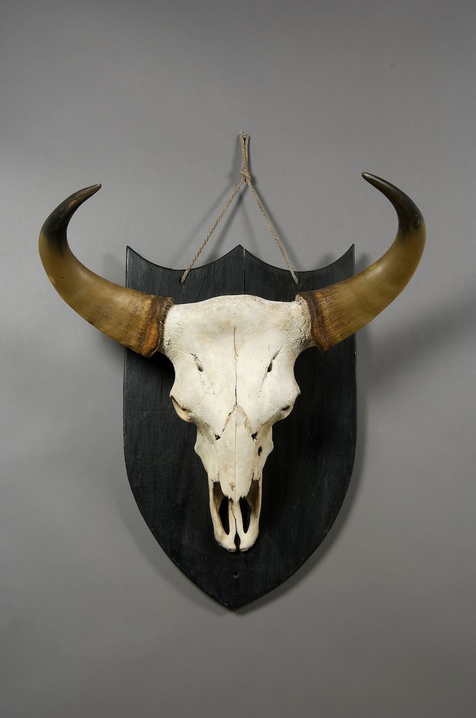 Gaur Skeleton