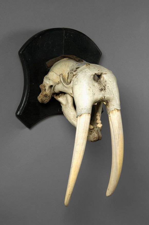 Bonhams : A Walrus skull with teeth and horns