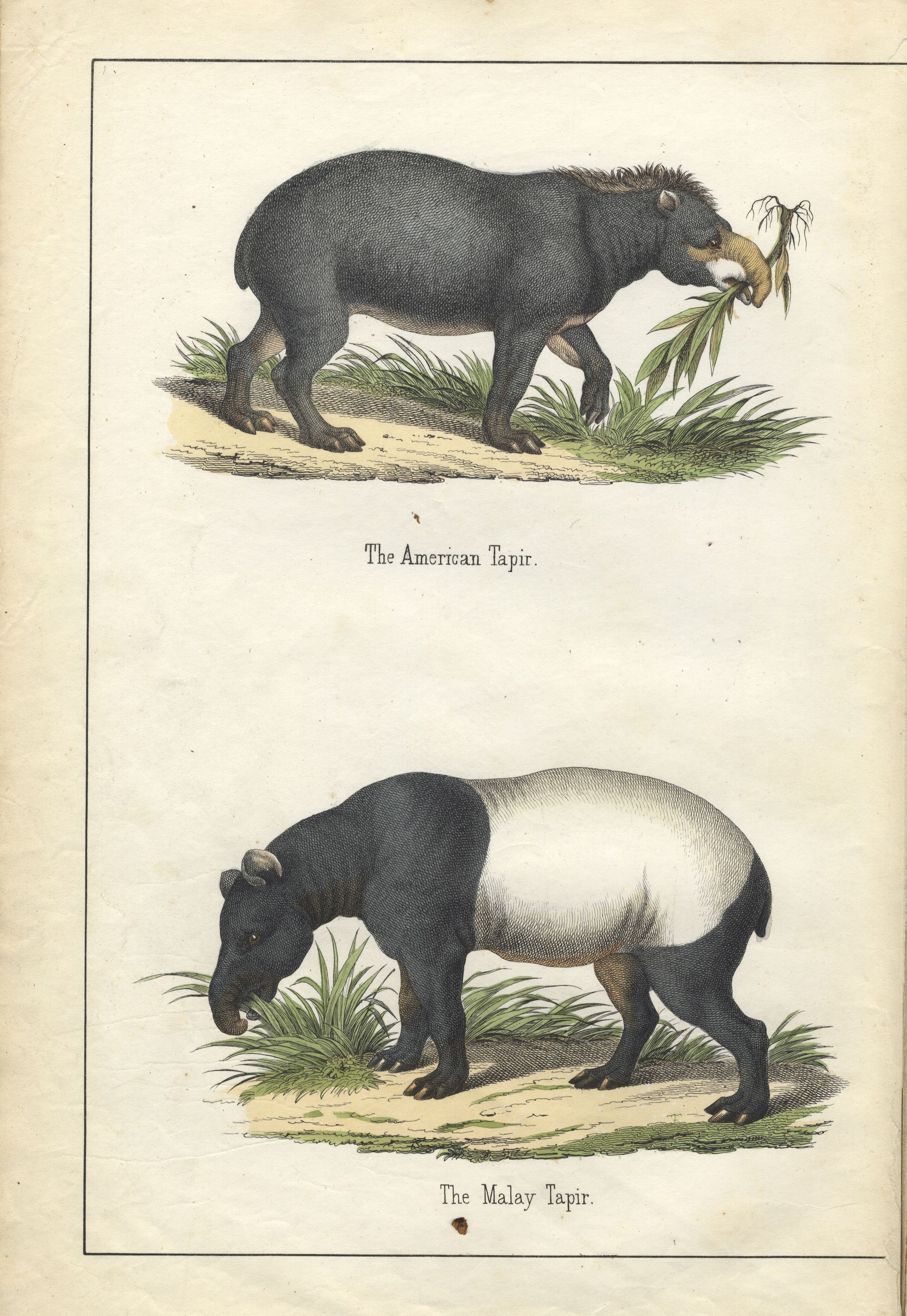 The Instructive Picture Book, or a Few - Auktionen & Preisarchiv