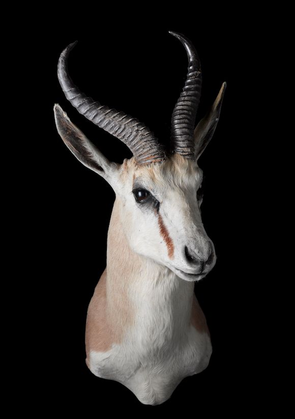 Bonhams : A mounted springbok head