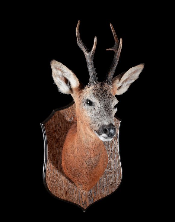 Bonhams : A roe buck head