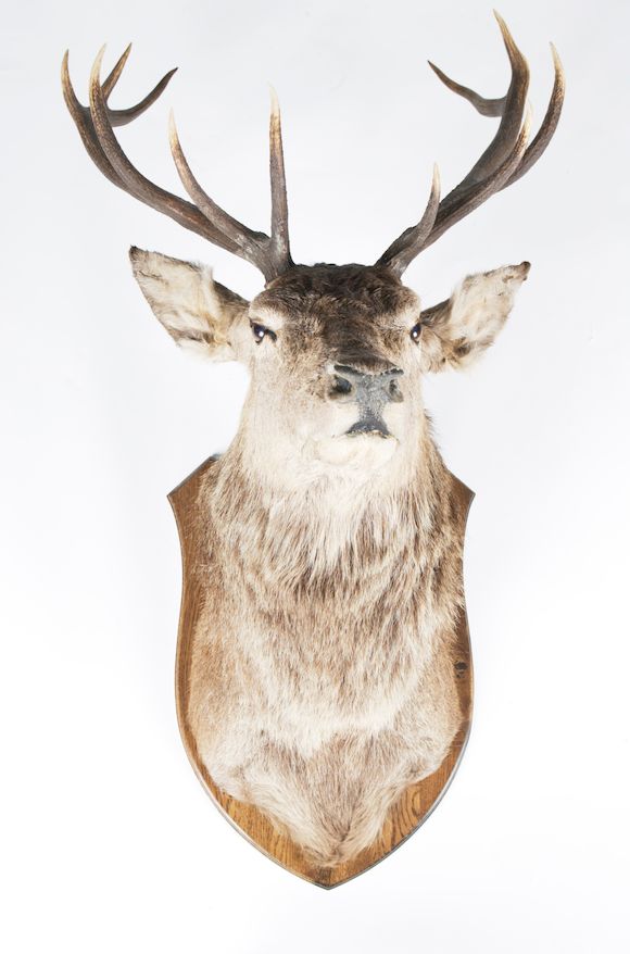 Bonhams : An eleven point mounted red deer stag's head