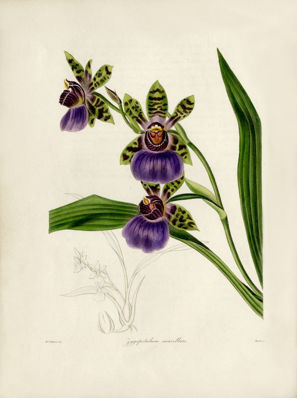 Bonhams : MAUND (BENJAMIN) and J.S. HENSLOW, editors The Botanist ...